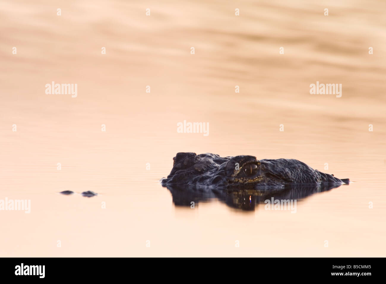 American Alligator Portrait Stock Photo - Alamy