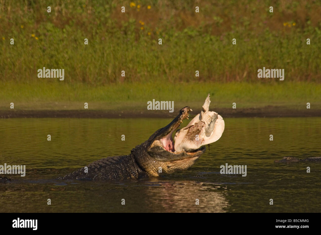 Alligator Eating Turtle