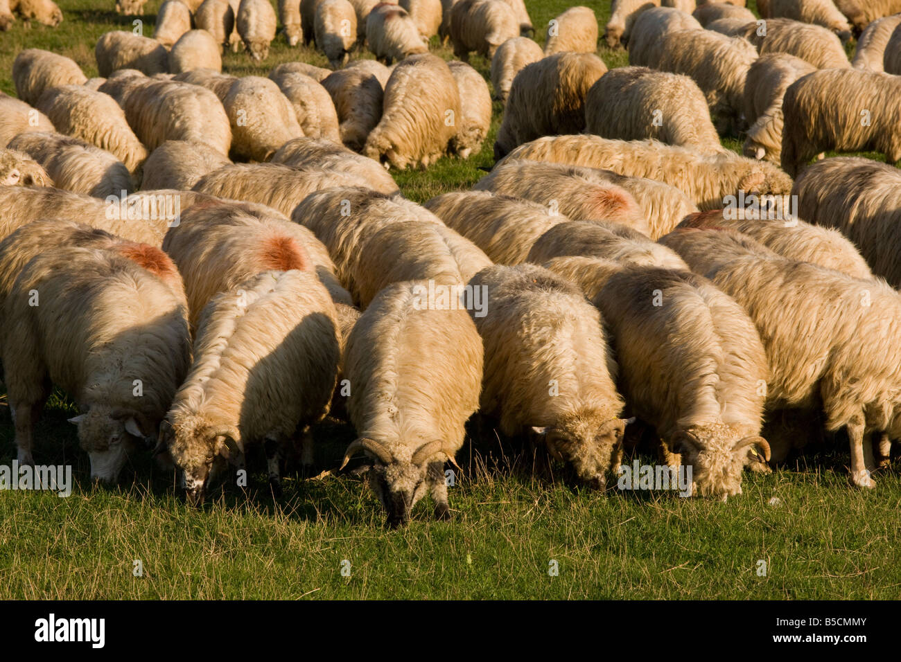 sheep flock near Sigishoara in the saxon villages area Transylvania ...