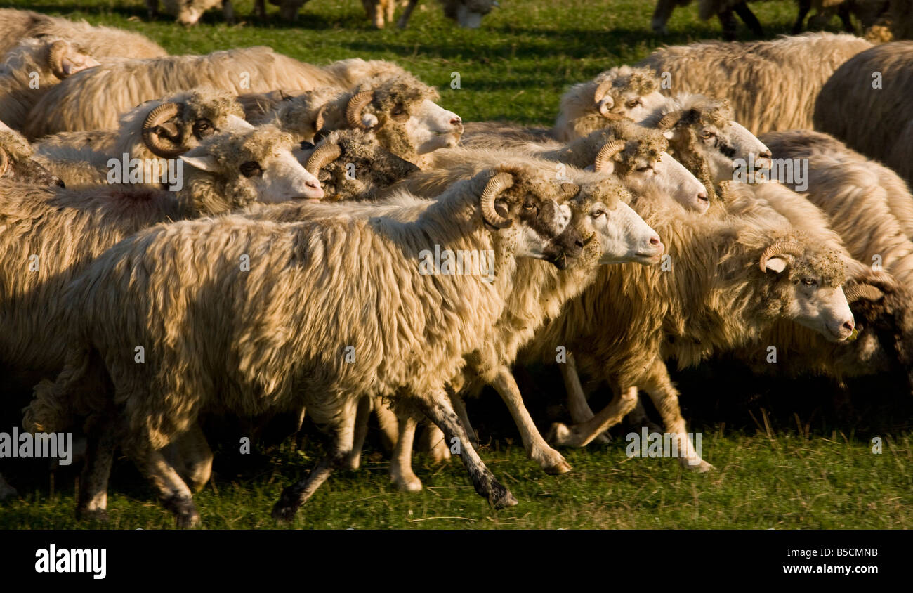 Sheep flock hi-res stock photography and images - Alamy