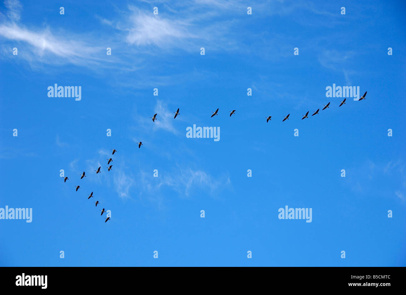 Geese flying v formation hi-res stock photography and images - Alamy