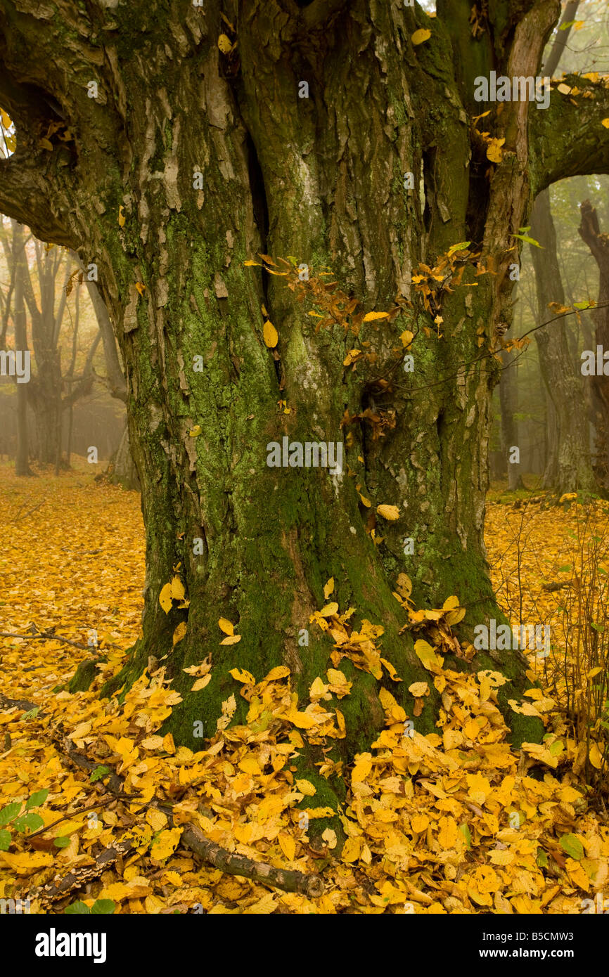 Pollarded hornbeam hi-res stock photography and images - Alamy