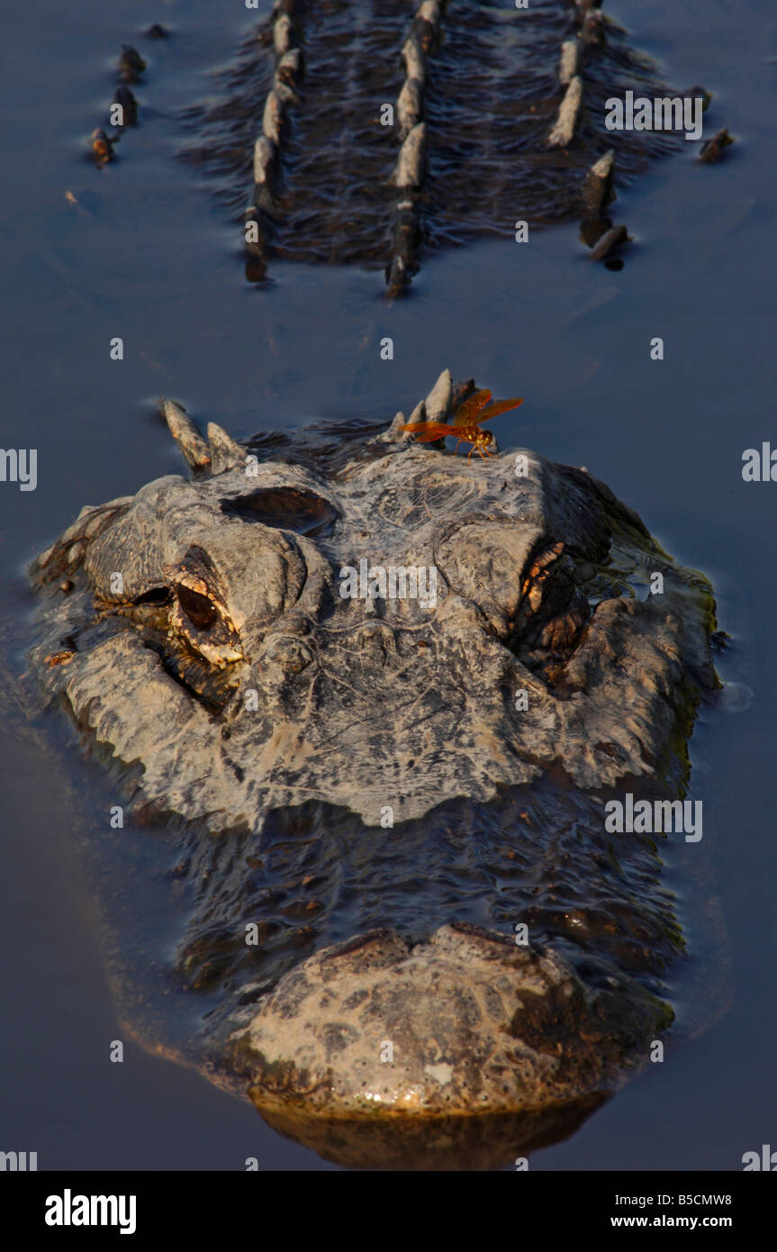 Alligator dragon fly hi-res stock photography and images - Alamy