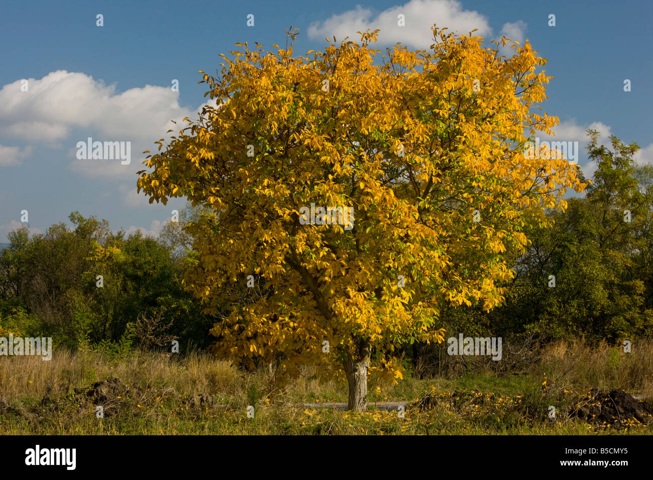 Walnut tree hi-res stock photography and images - Alamy