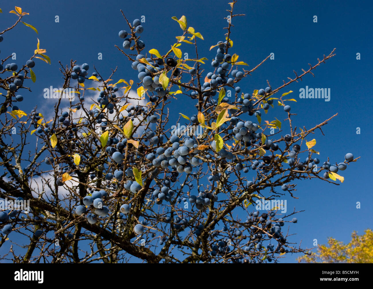Sloes or blackthorn Prunus spinosa fruit autumn Romania Stock Photo - Alamy