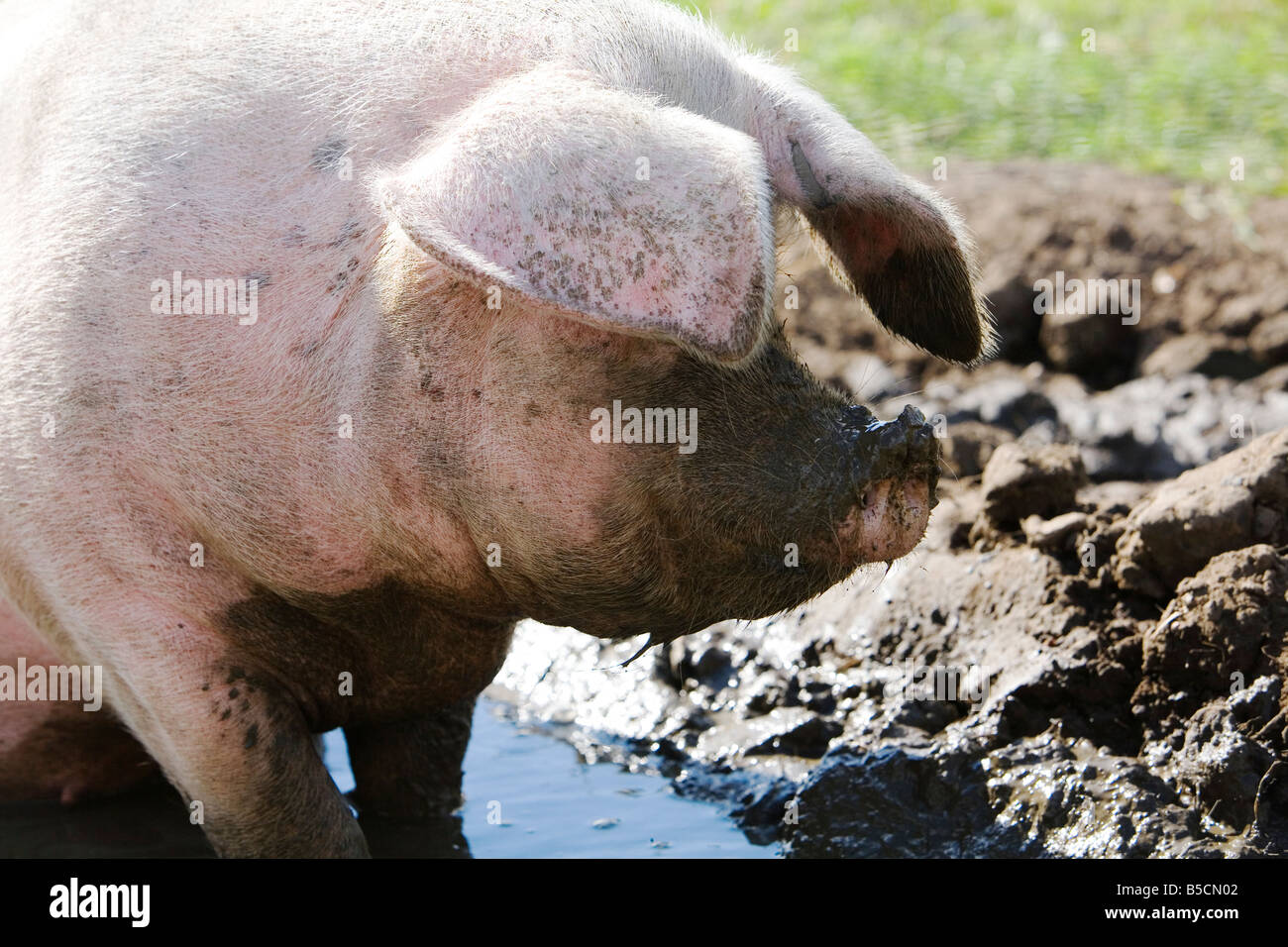 Pig Wallowing In Muddy Puddle Stock Photo - Alamy