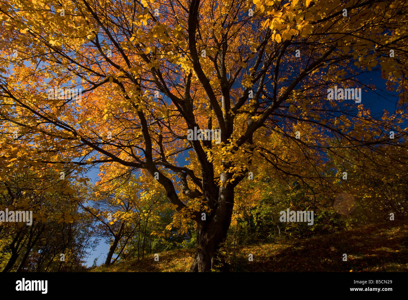 Wild cherry tree or gean Prunus avium with spectacular colour in autumn ...