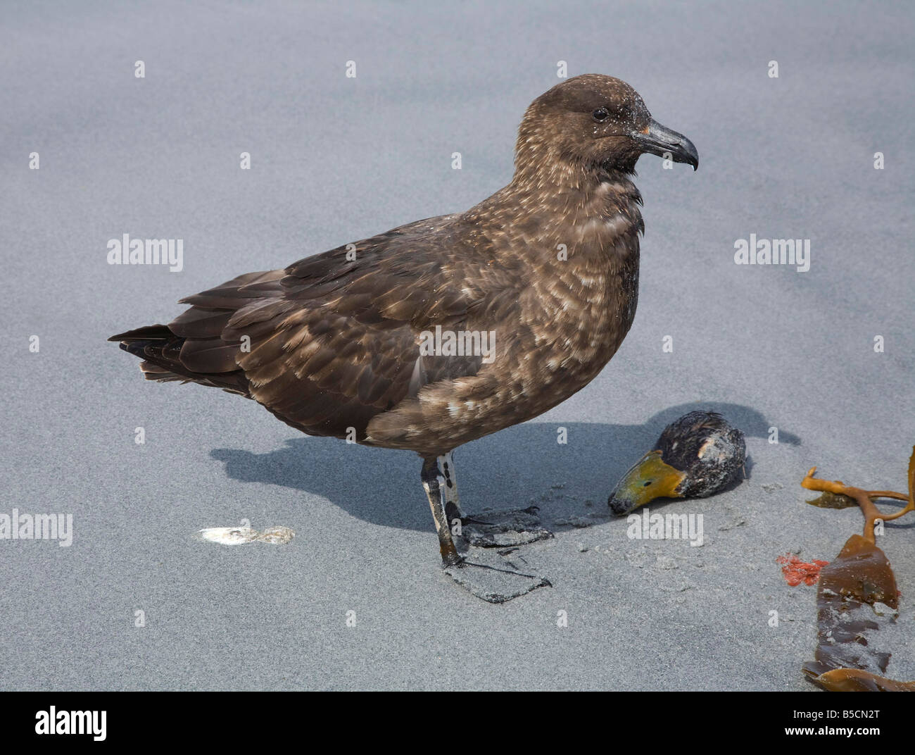 Skua hi-res stock photography and images - Alamy
