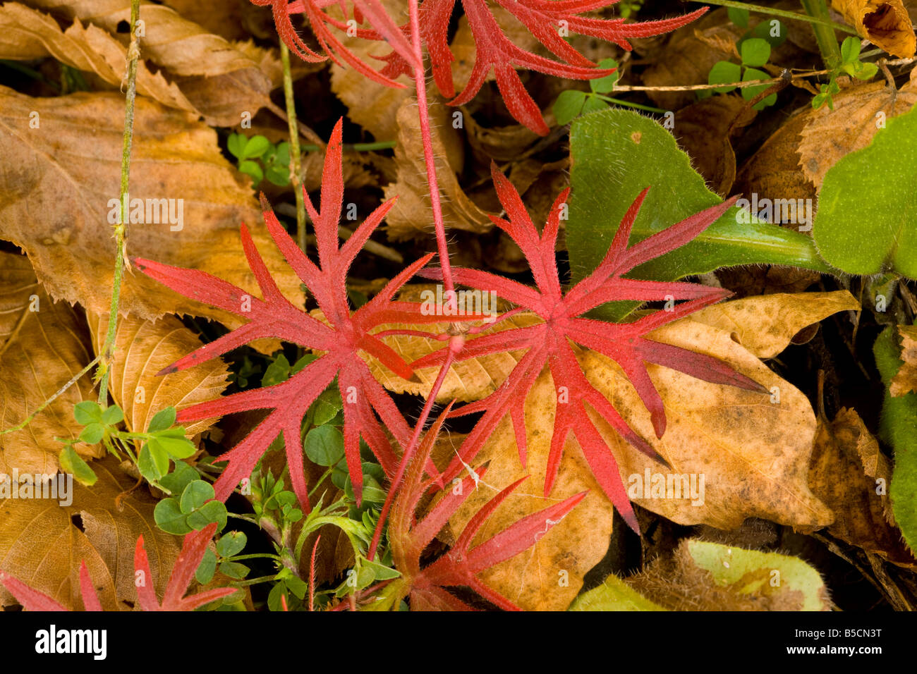 Leaves of Bloody Cranesbill Geranium sanguineum showing autumn colour ...