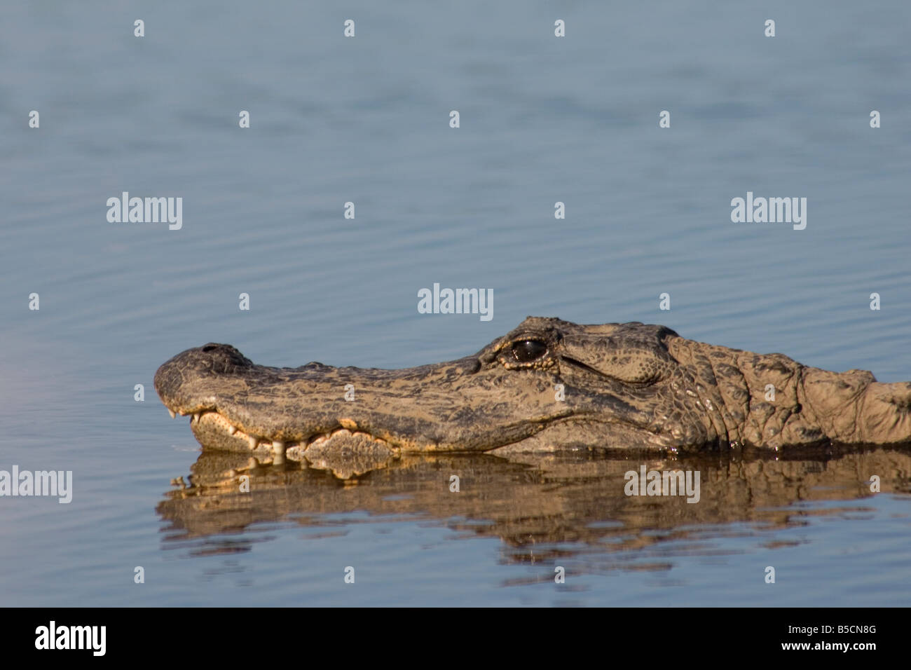 American Alligator Portrait Stock Photo - Alamy