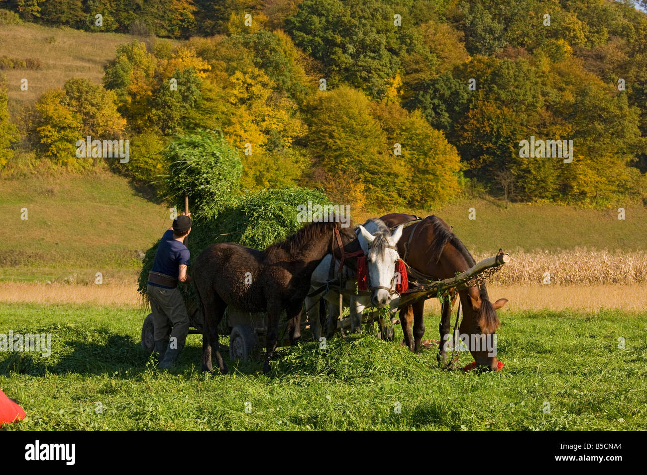 Hay collection using horses and cart in fields below the ancient ...