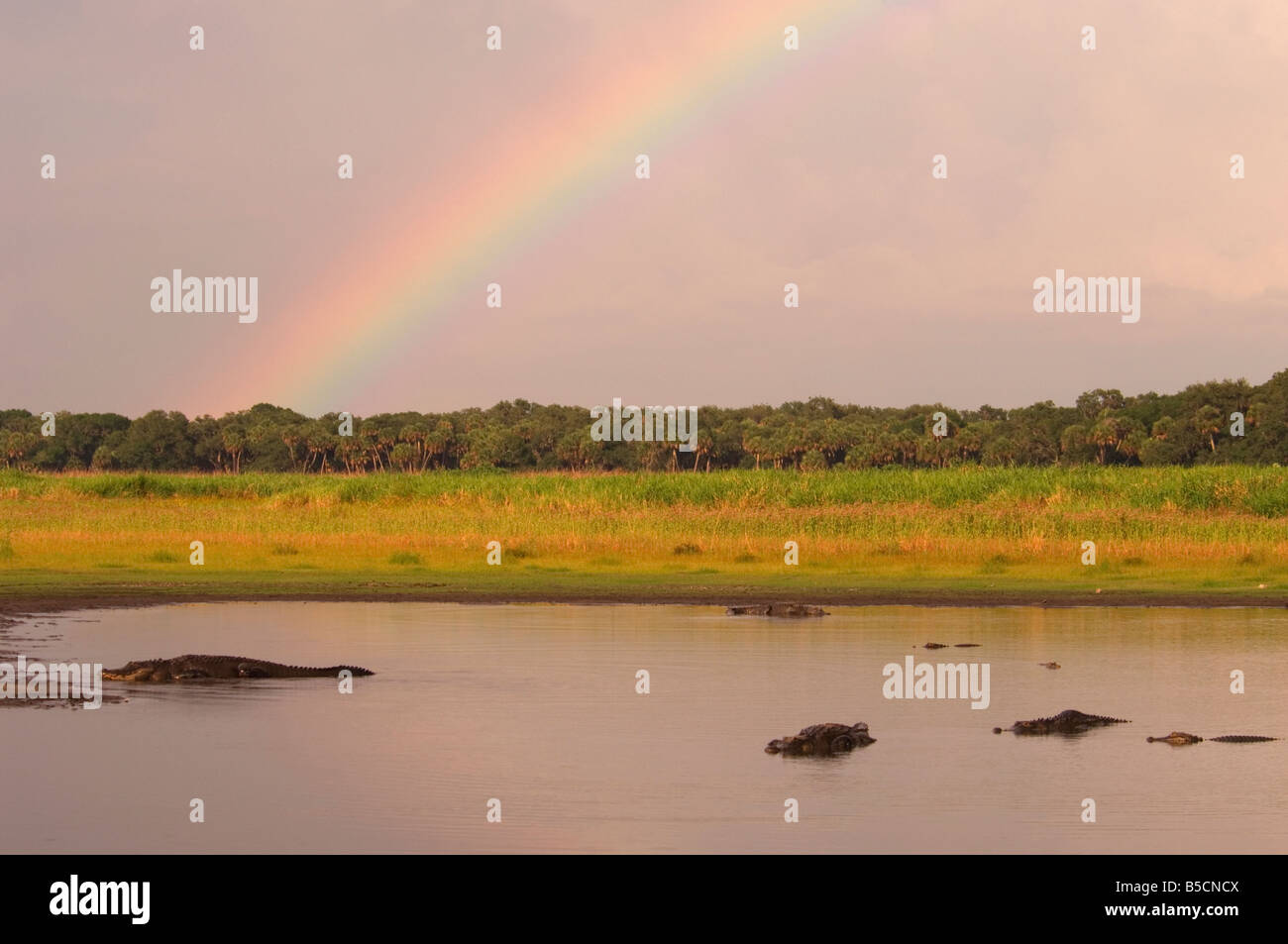 Myakka river alligators hi-res stock photography and images - Alamy
