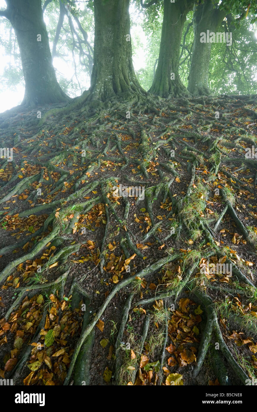 Tree roots hi-res stock photography and images - Alamy