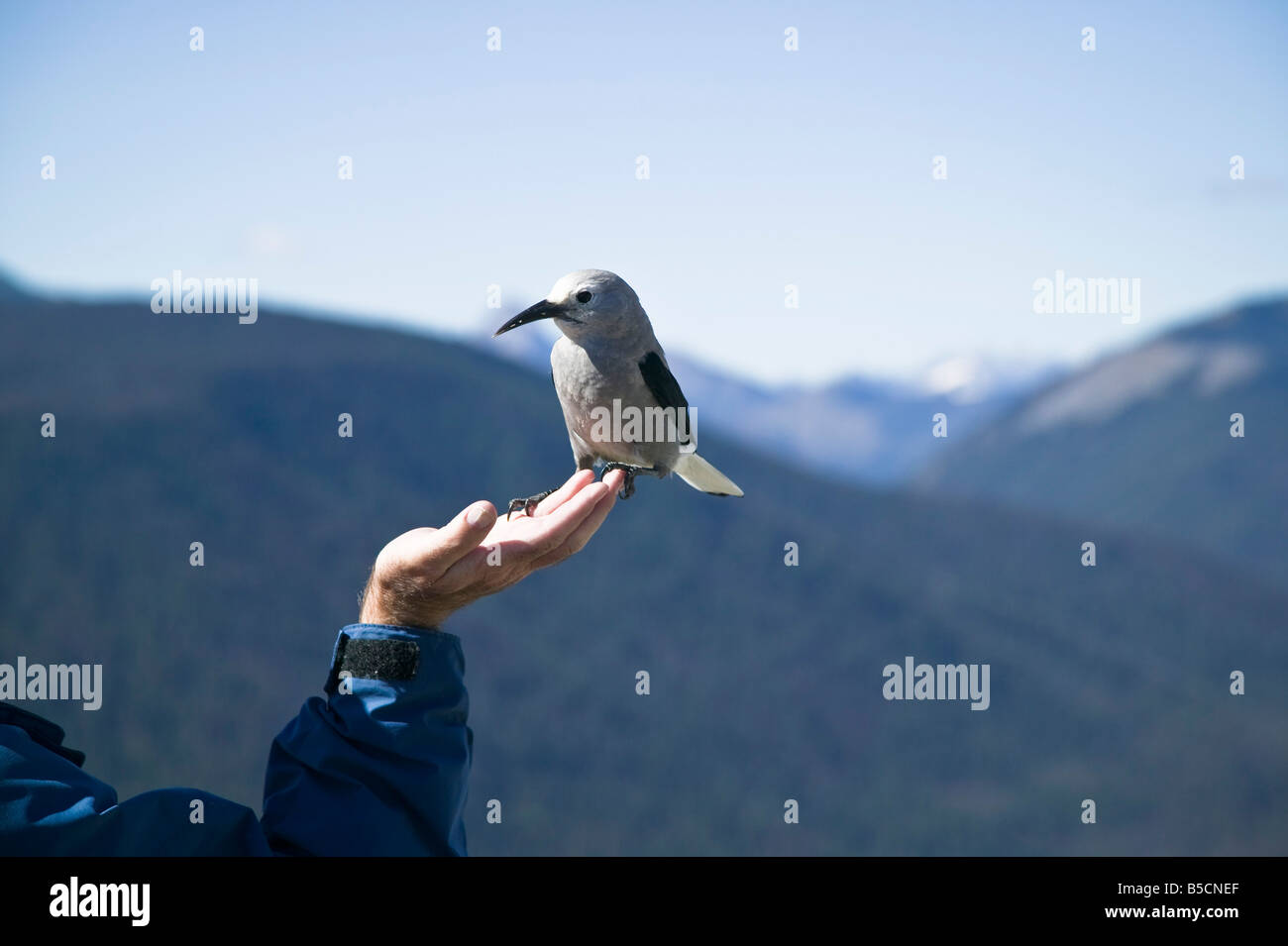 Nutcracker bird hi-res stock photography and images - Alamy