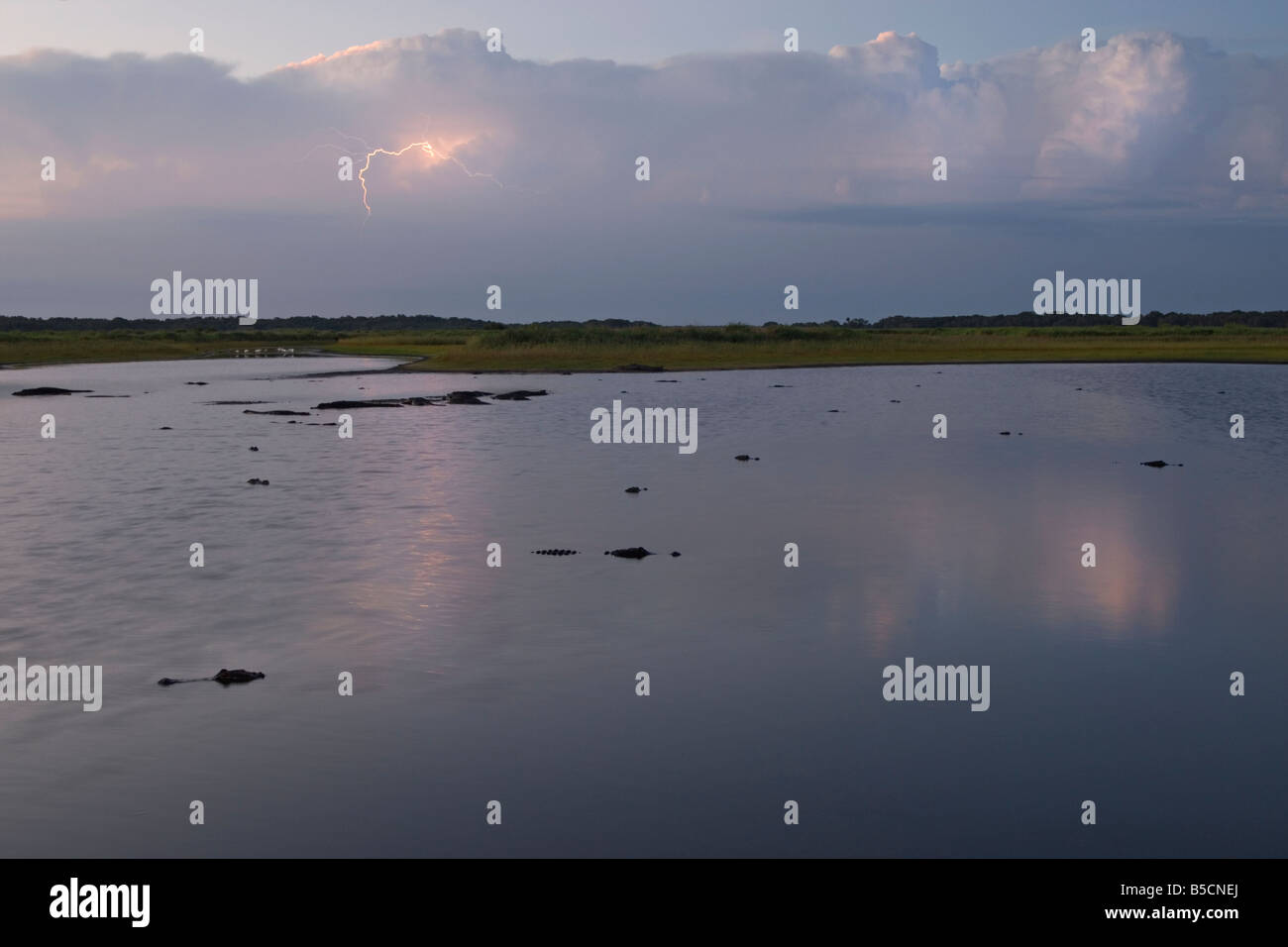 A congregation of alligators on the drought stricken Myakka River with ...
