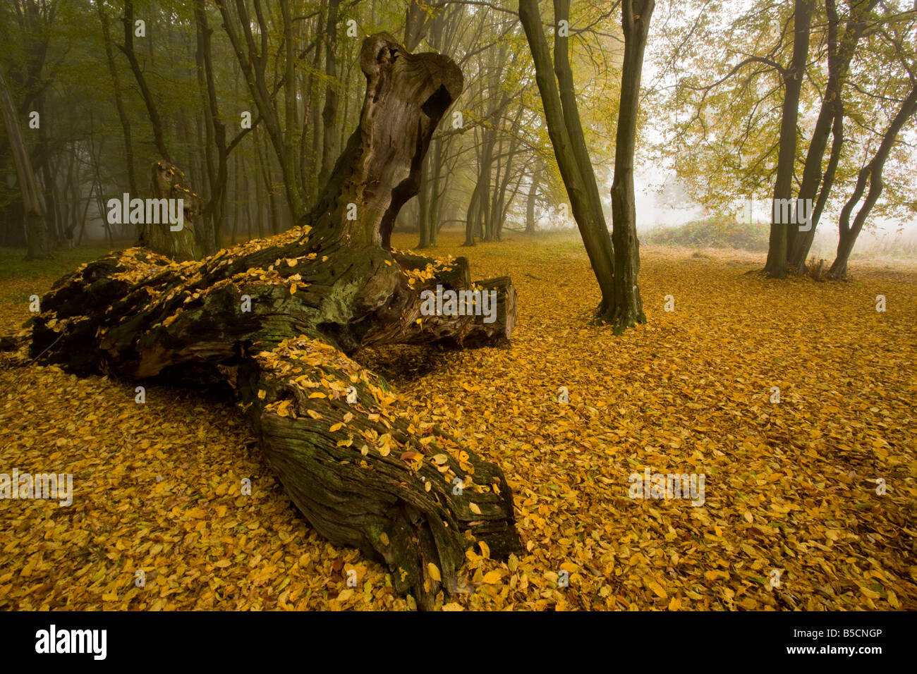 Ancient wood pasture with old oaks and beeches in the mist autumn the ...