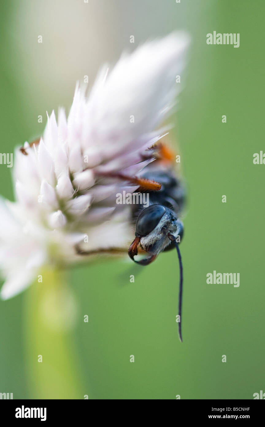 Indian wasp hi-res stock photography and images - Alamy