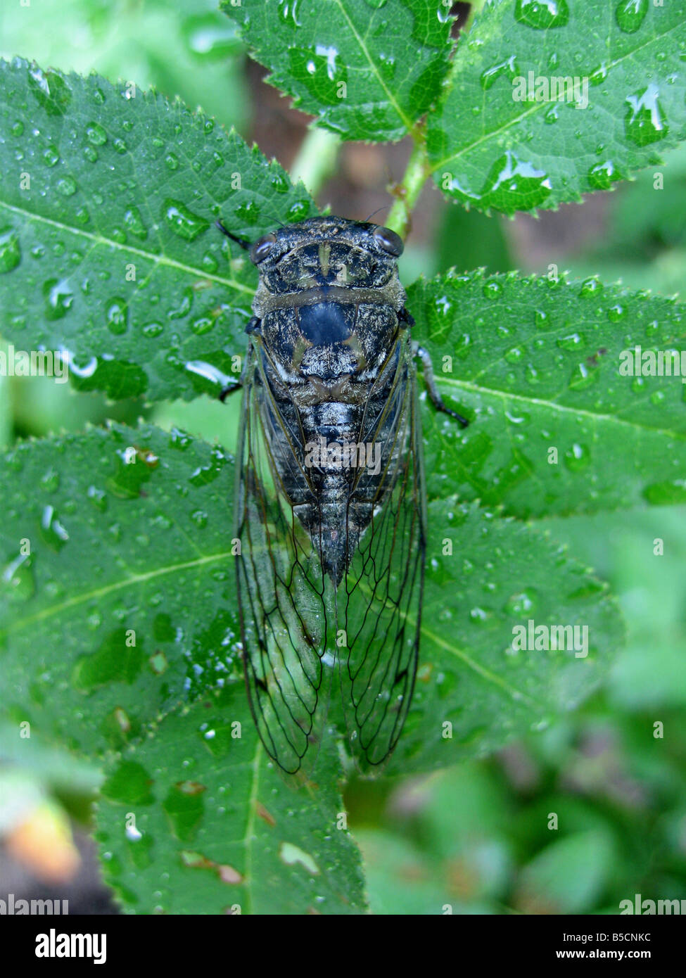 Back view of a cicada resting on rose leaves Stock Photo - Alamy