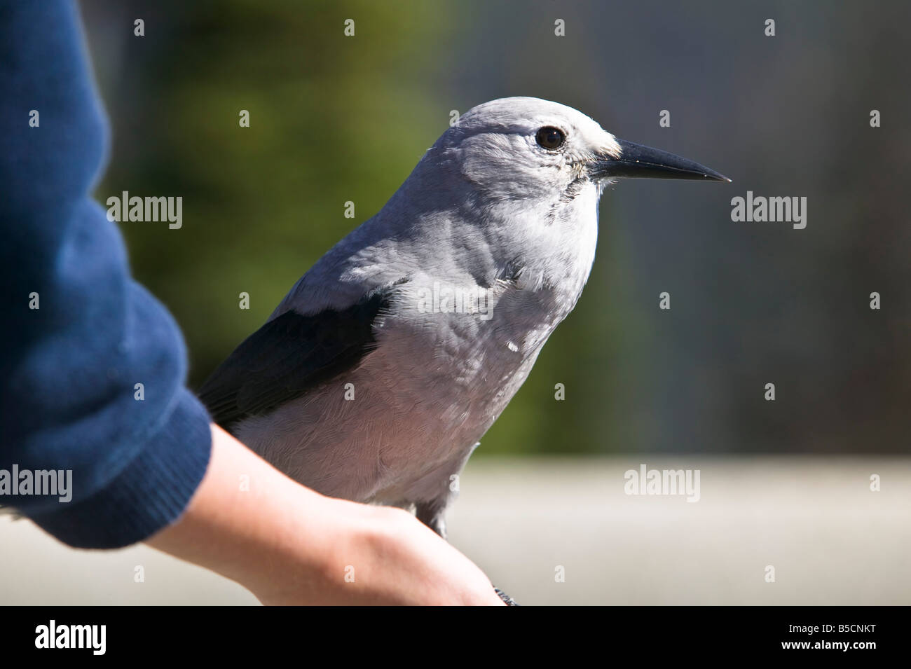 Nutcracker bird hi-res stock photography and images - Alamy