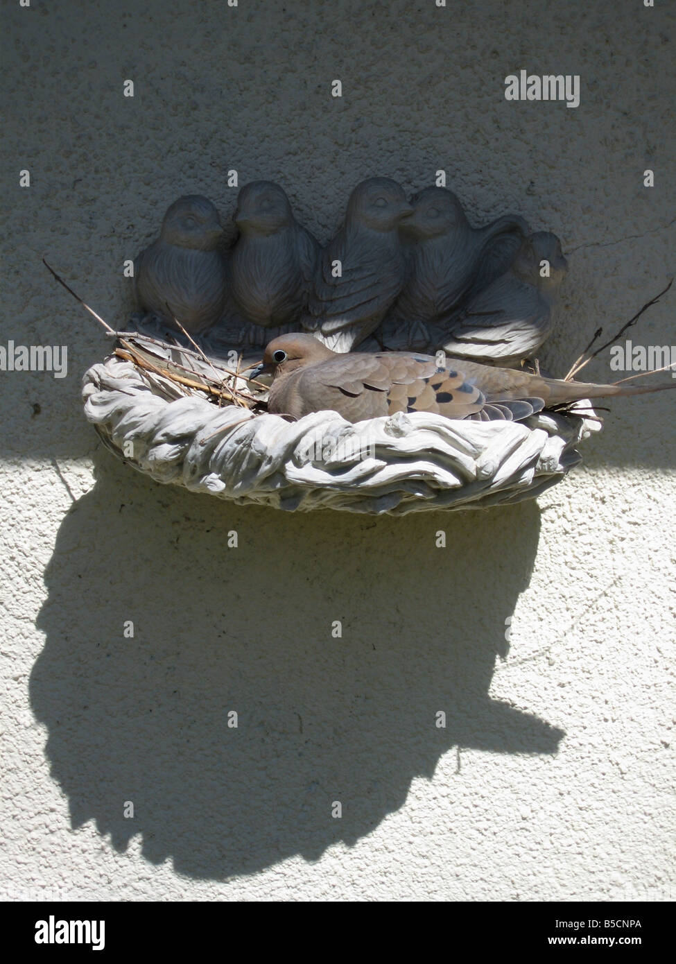 Morning dove nesting in a birdbath attached to a wall Stock Photo - Alamy