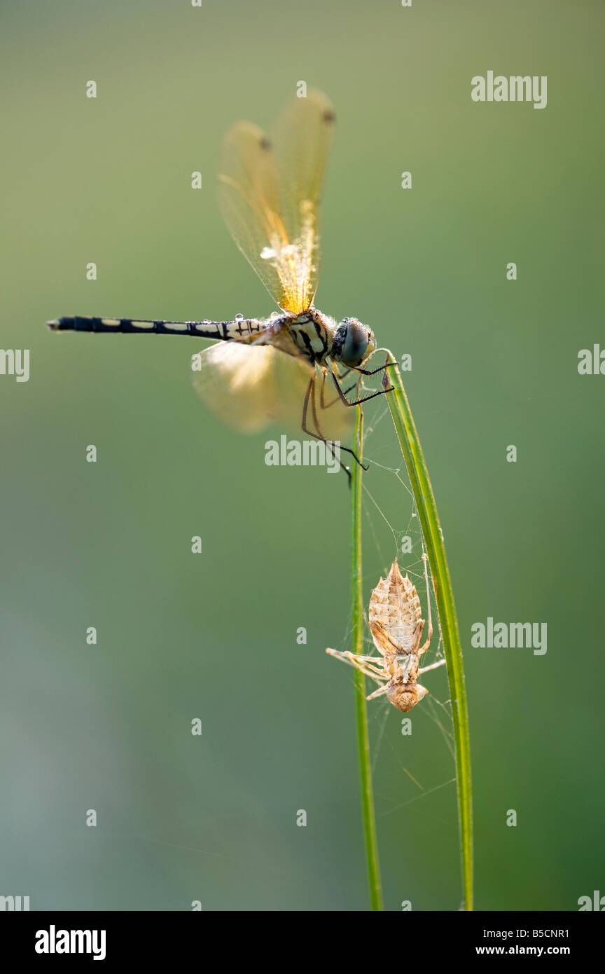 Trithemis pallidinervis. Long legged marsh glider dragonfly drying out ...