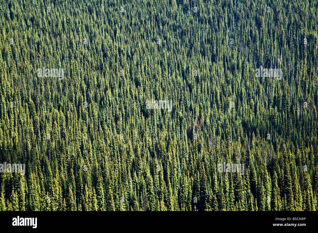 Bc forests hi-res stock photography and images - Alamy