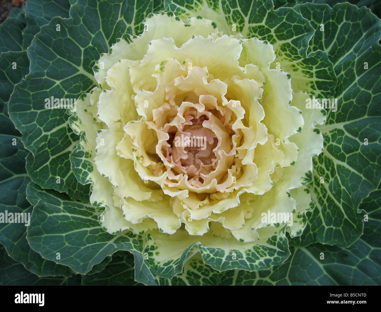 White ornamental cabbage Brassica oleracea in bloom Stock Photo - Alamy
