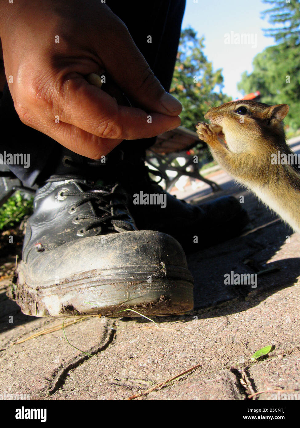 A man hand feeding a chipmunk and a Toronto park Stock Photo - Alamy