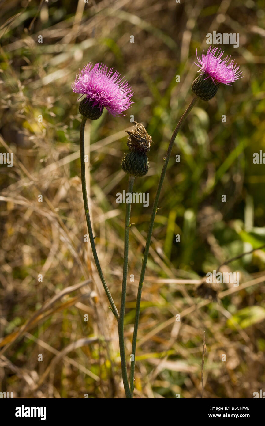 Cirsium canum hi-res stock photography and images - Alamy
