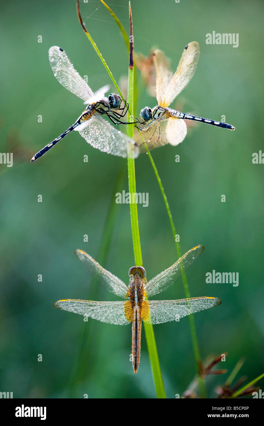 Indian long legged marsh glider dragonfly hi-res stock photography and ...