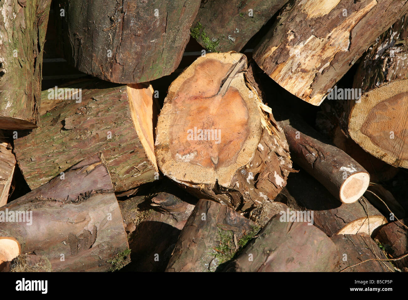 Yew tree wood hi-res stock photography and images - Alamy