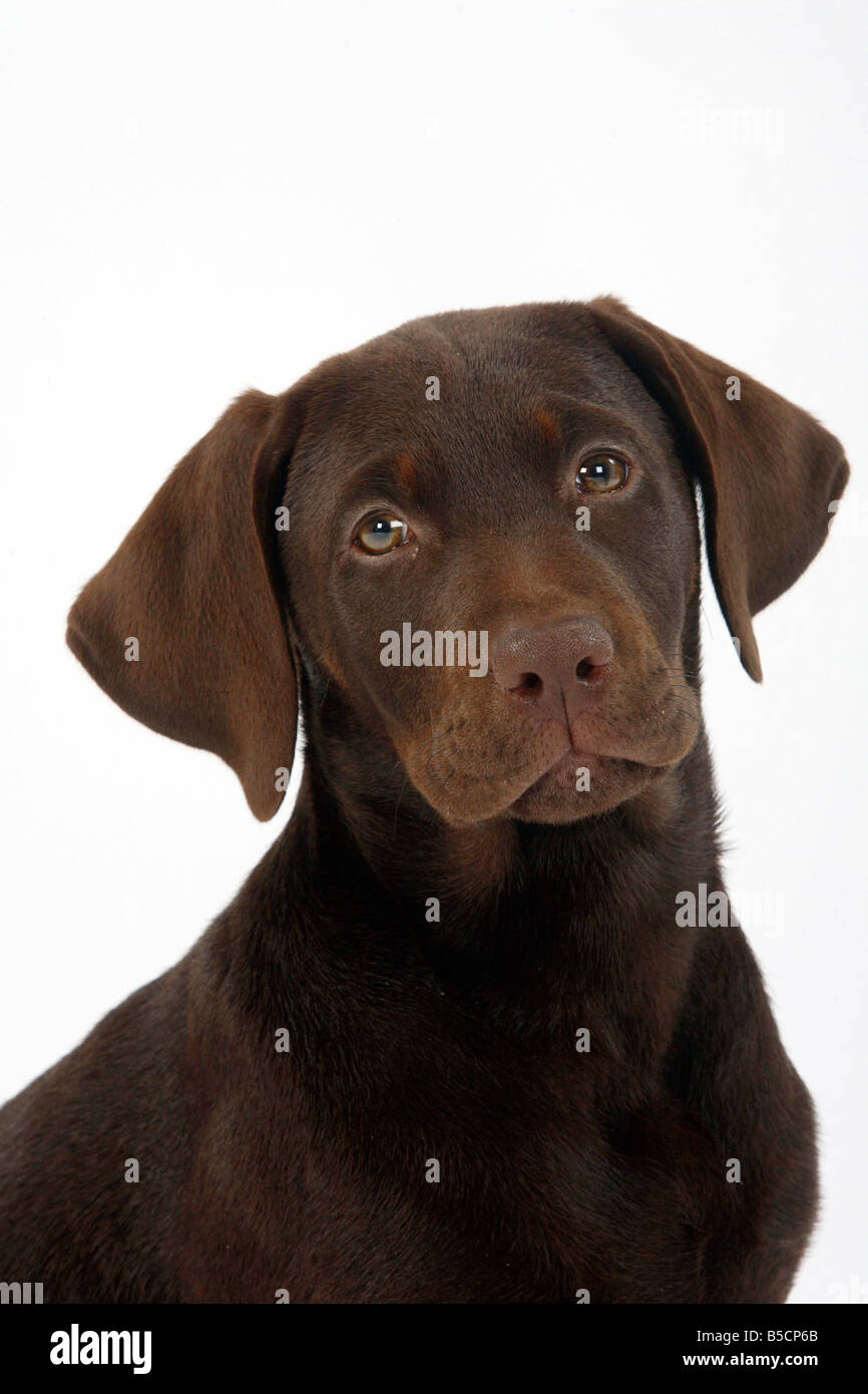 Labrador Retriever puppy 11 weeks Stock Photo - Alamy