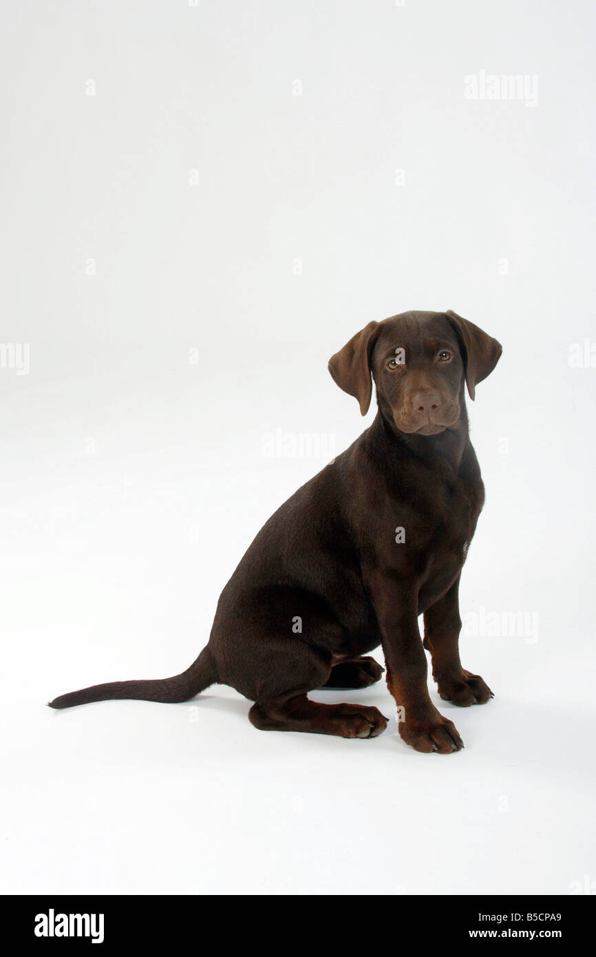 Labrador Retriever puppy 11 weeks Stock Photo - Alamy
