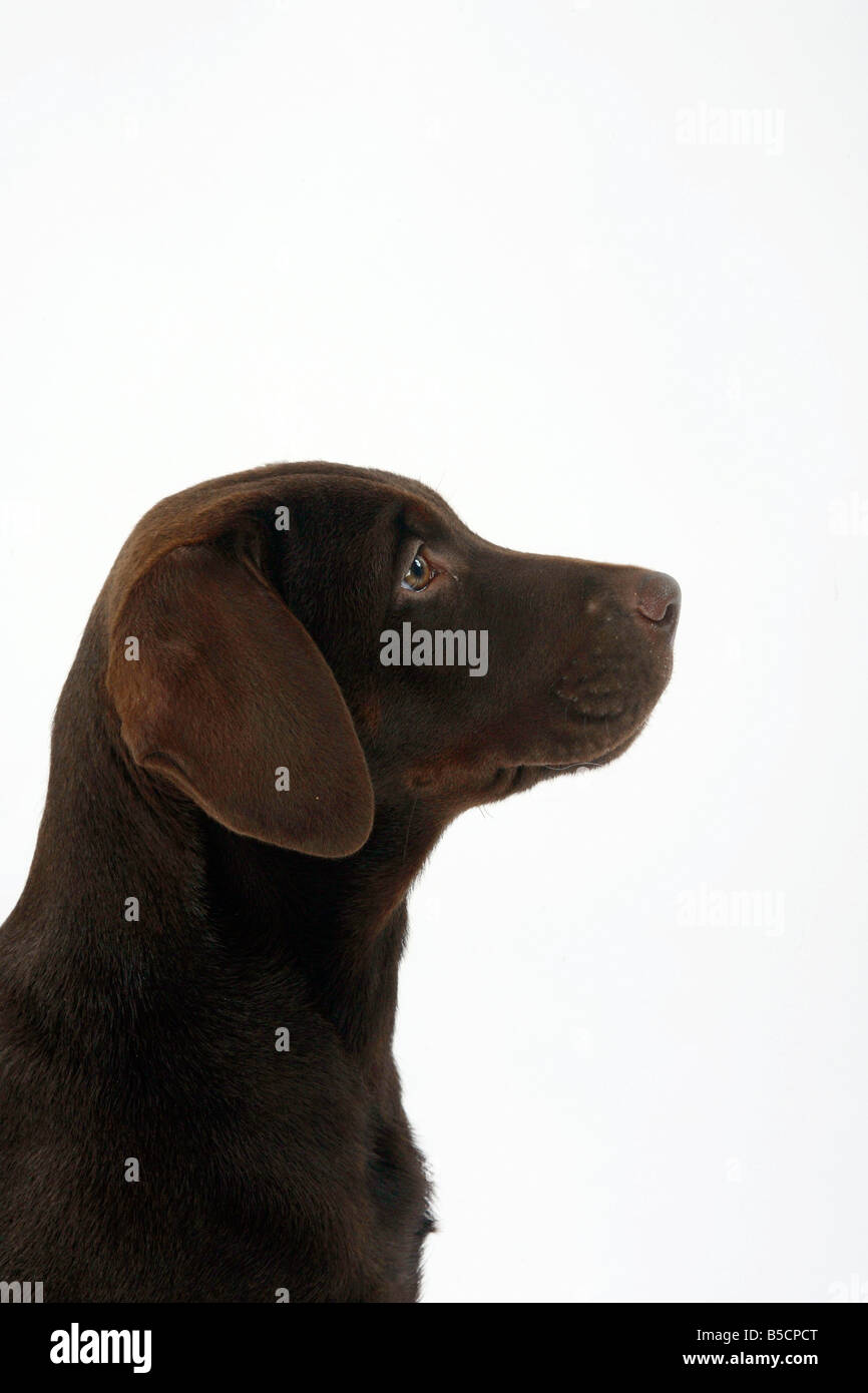 Labrador Retriever puppy 11 weeks side profile Stock Photo - Alamy