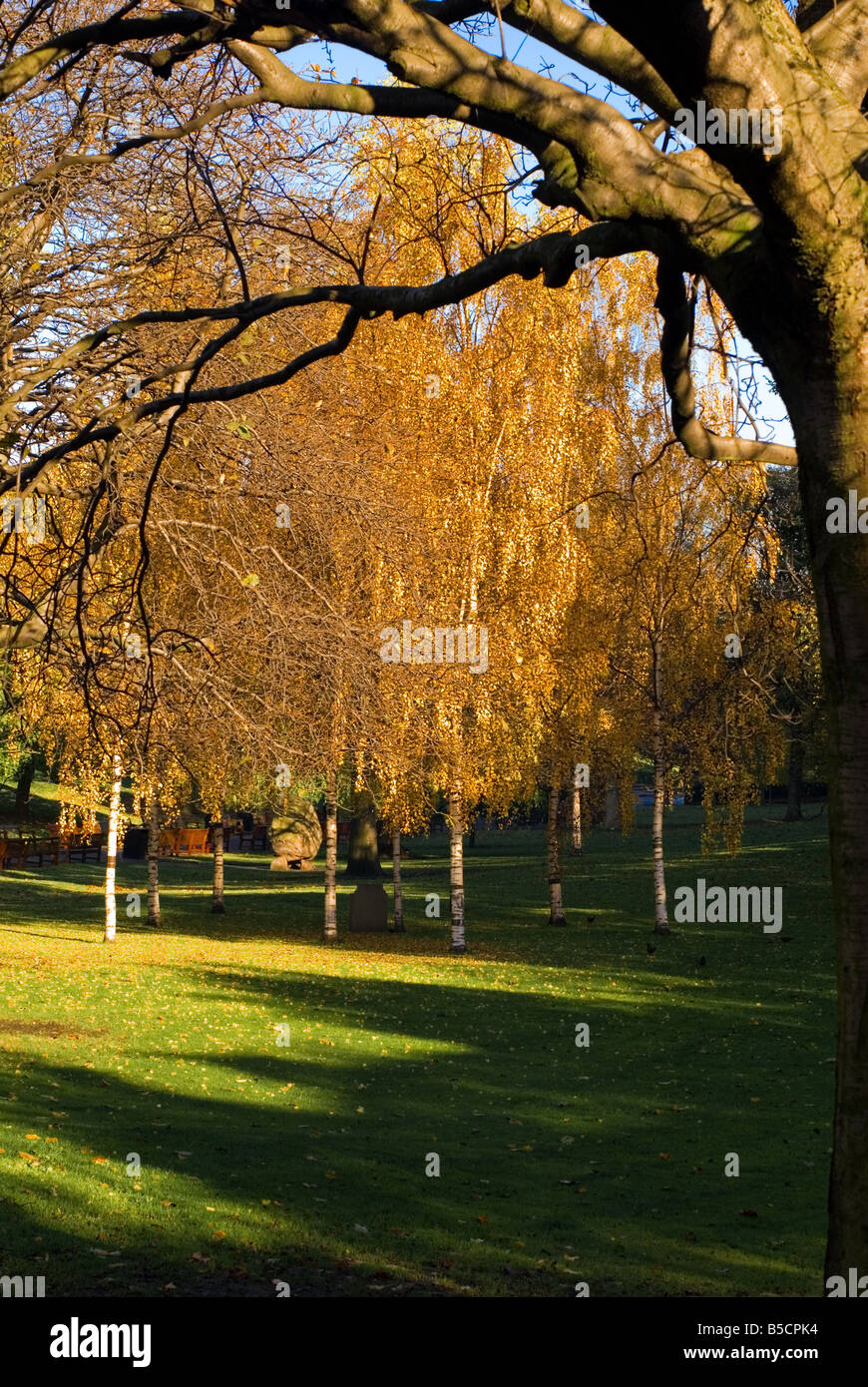 Dark tree framing hi-res stock photography and images - Alamy