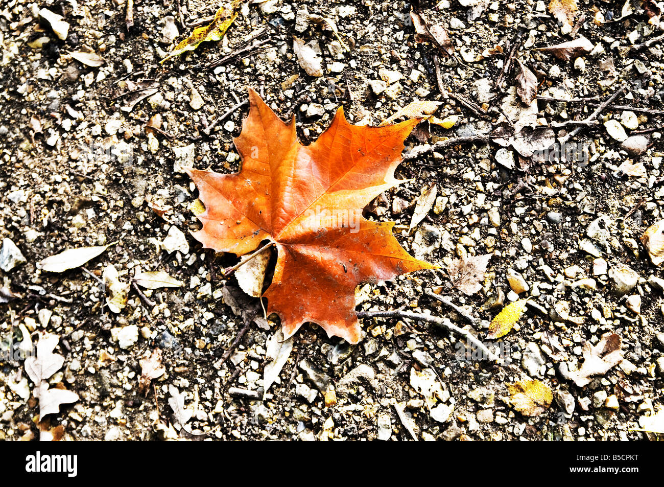 Leaf on ground Stock Photo - Alamy
