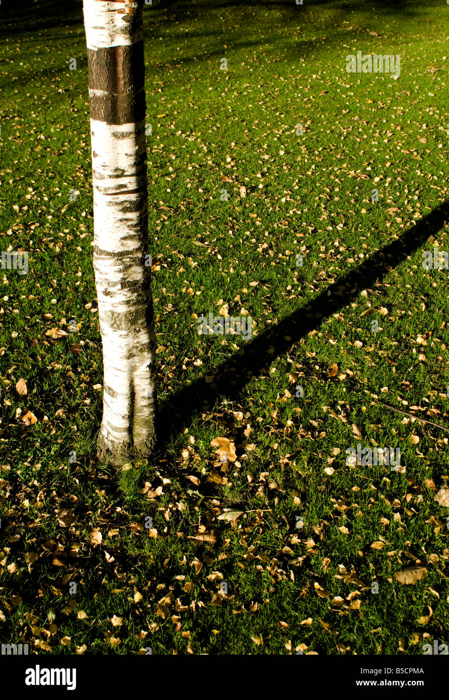 Silver birch tree hi-res stock photography and images - Alamy