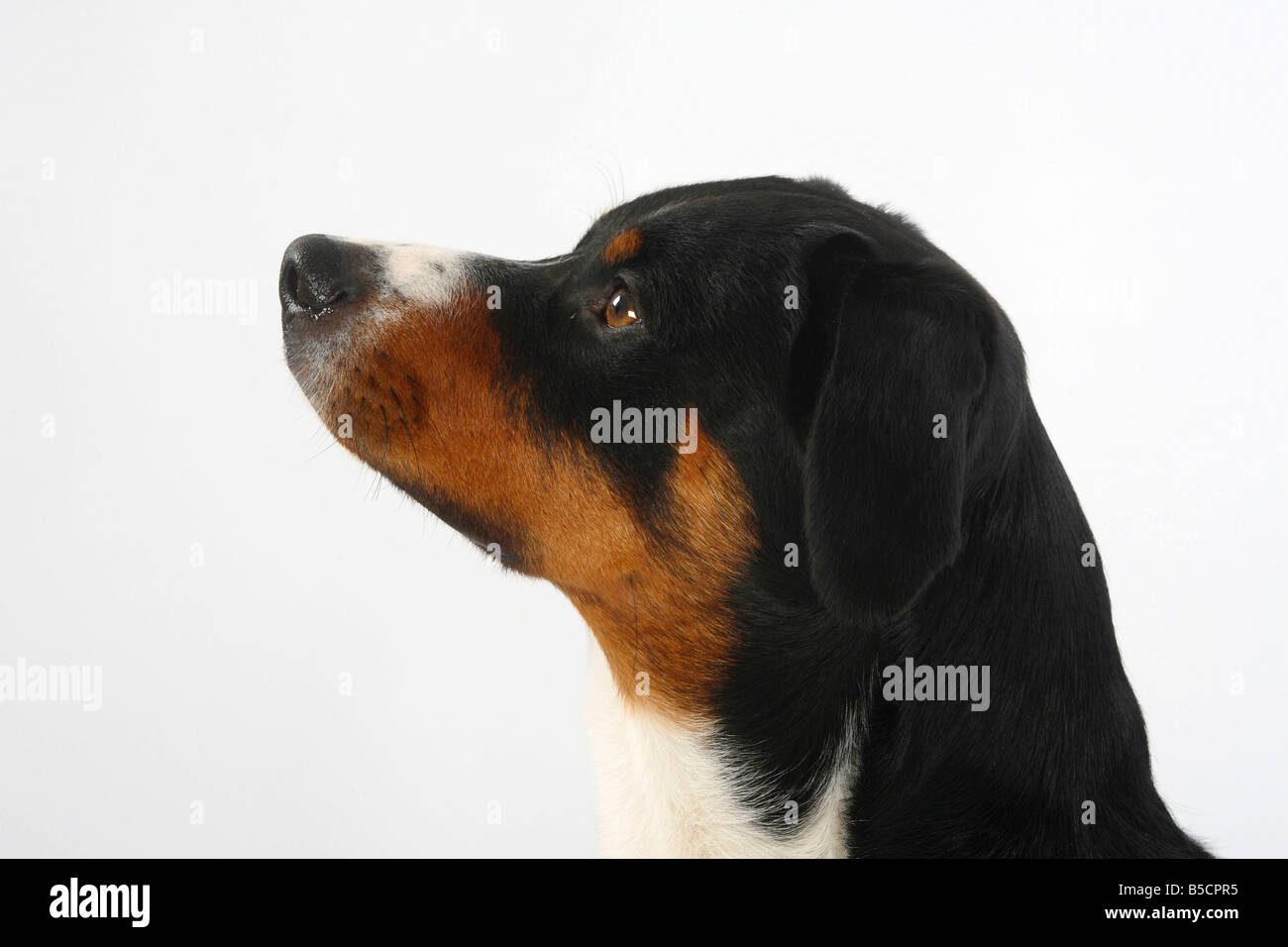 Appenzell Mountain Dog side profile Stock Photo - Alamy