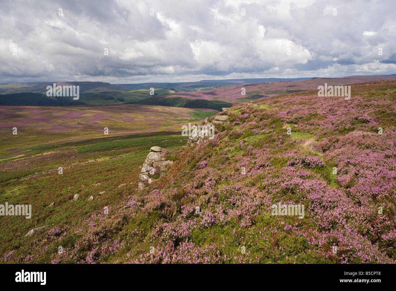 Heather (Calluna vulgaris) moorland, Stanage Edge, Peak District ...