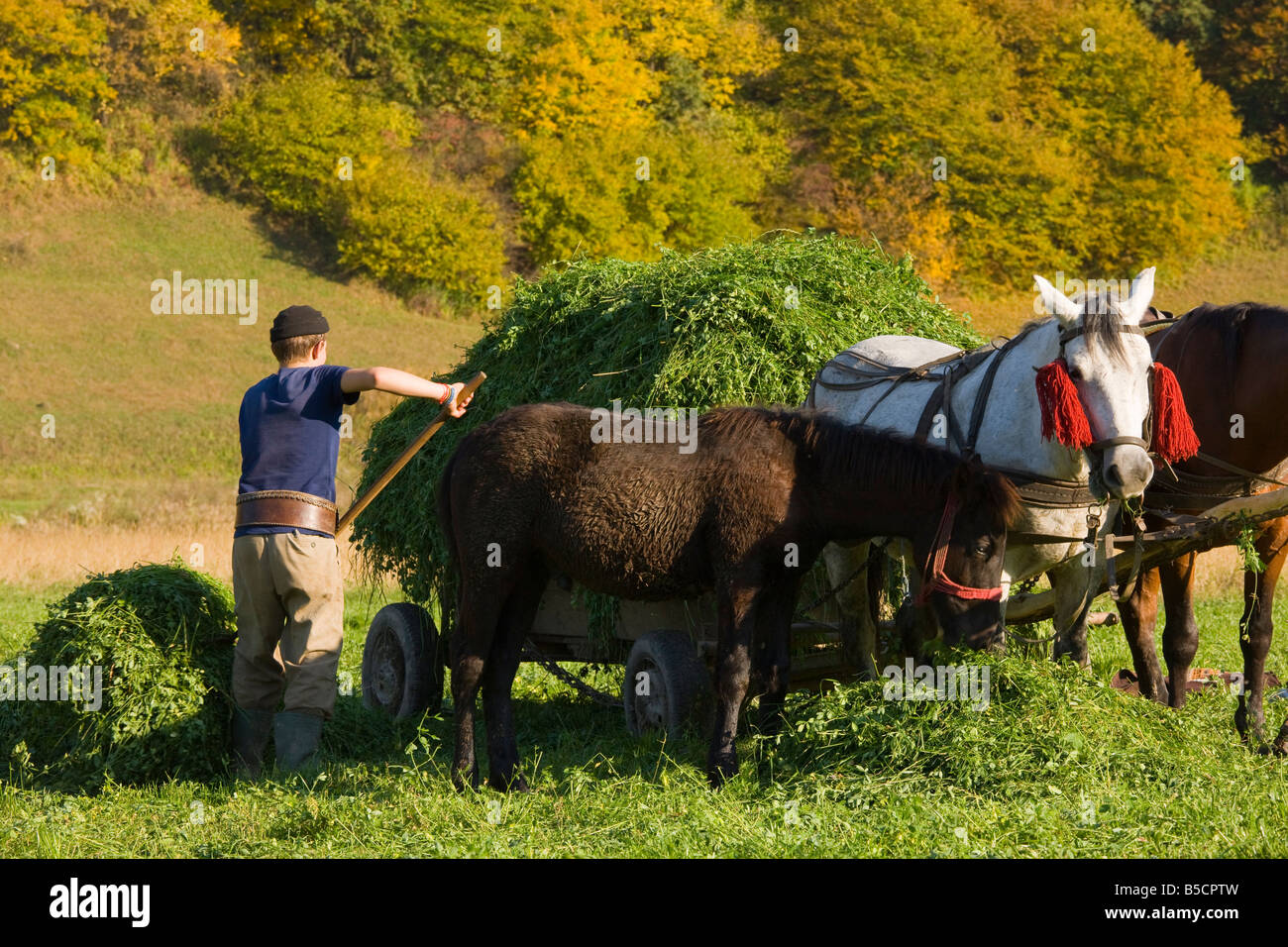 Hay collection using horses and cart in fields below the ancient ...