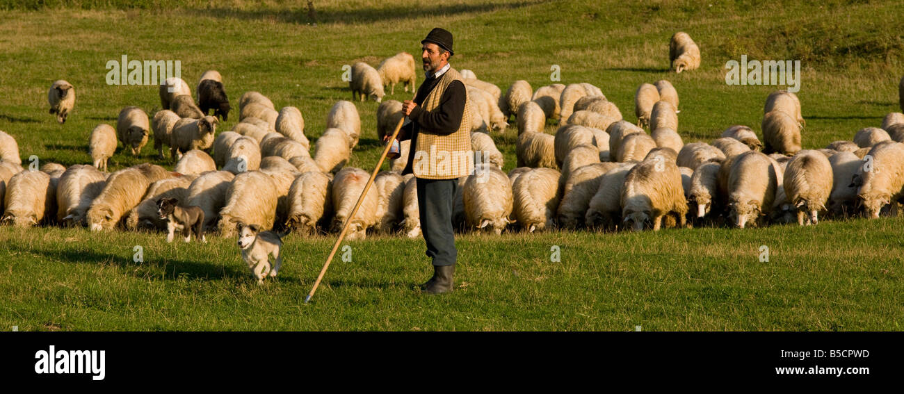 Shepherd and sheep hi-res stock photography and images - Alamy
