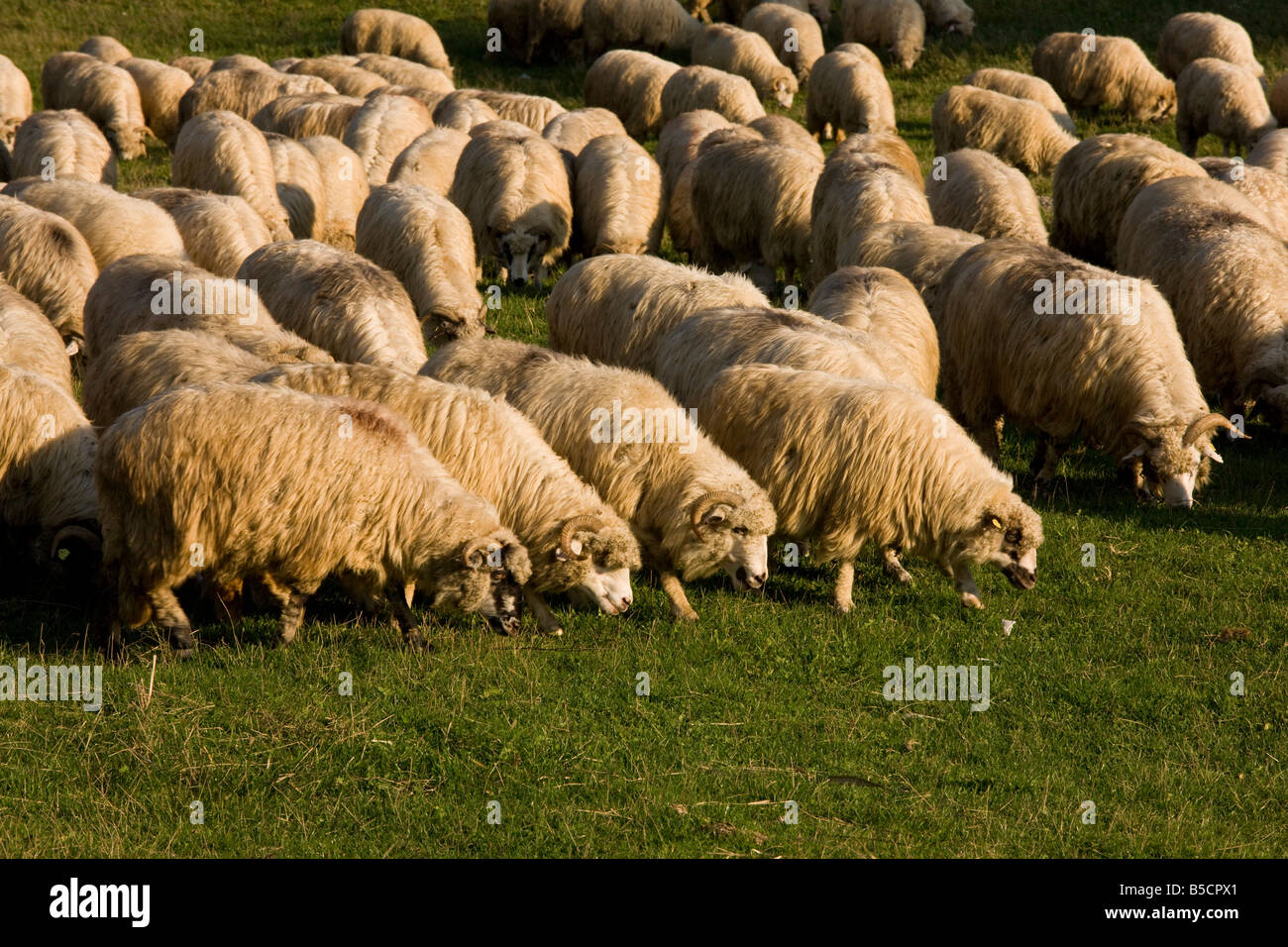 Sigishoara hi-res stock photography and images - Alamy