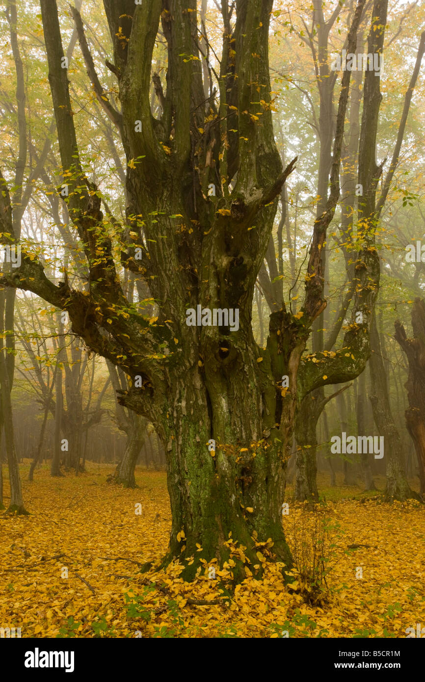 Pollarded hornbeam hi-res stock photography and images - Alamy