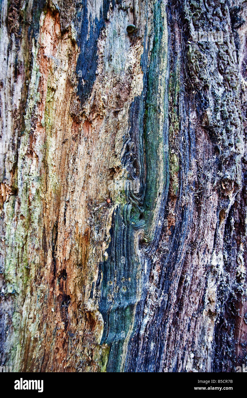 Old Grained Bark High Resolution Stock Photography and Images - Alamy