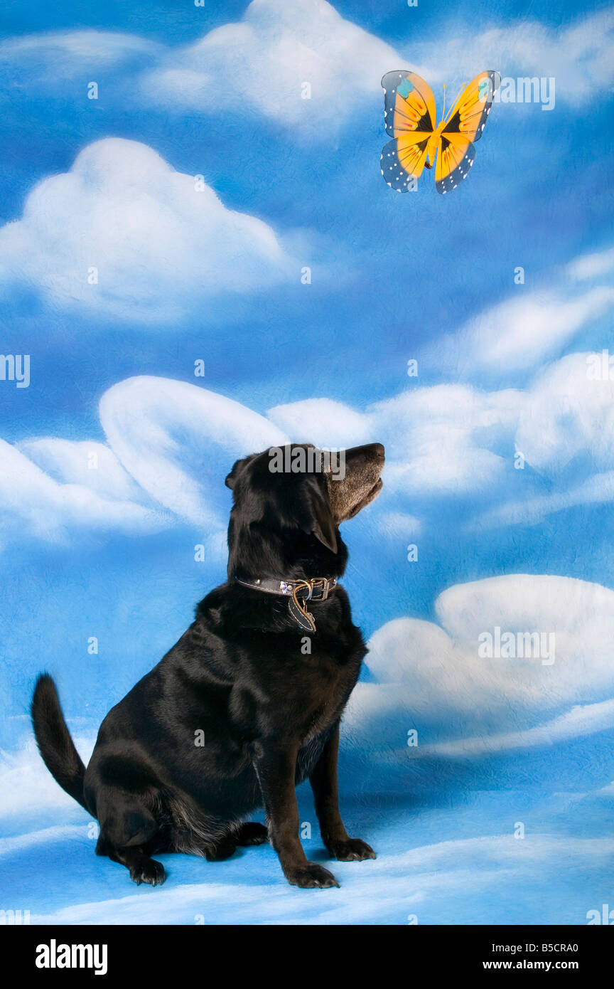 A black lab eyes a butterfly in this studio shot Stock Photo - Alamy