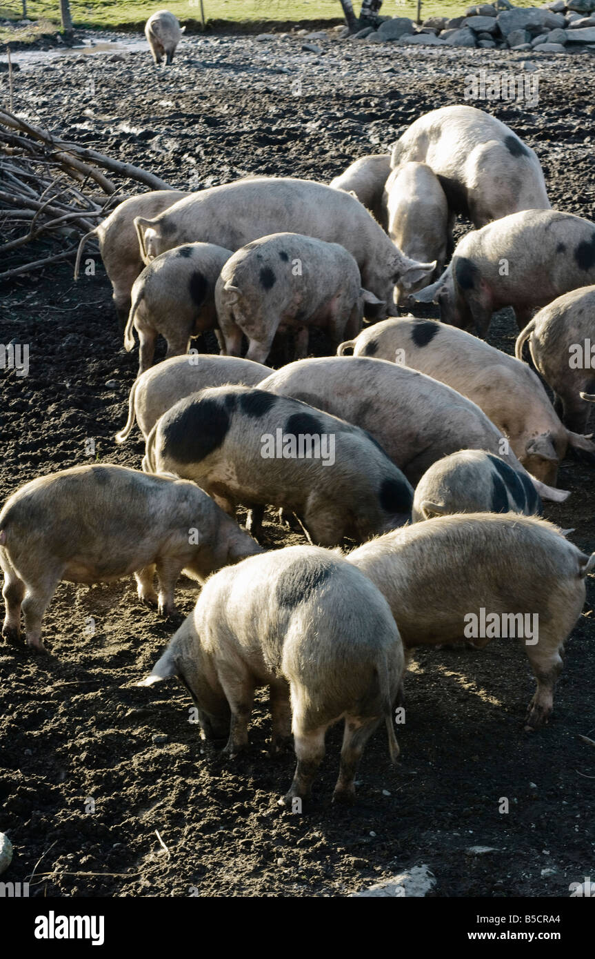Muddy pig pen hi-res stock photography and images - Alamy