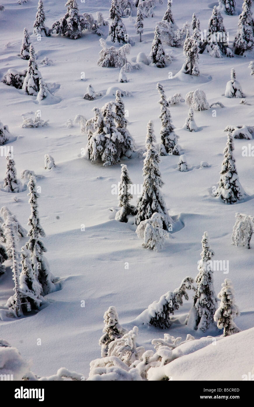Pine trees in deep snow Stock Photo - Alamy