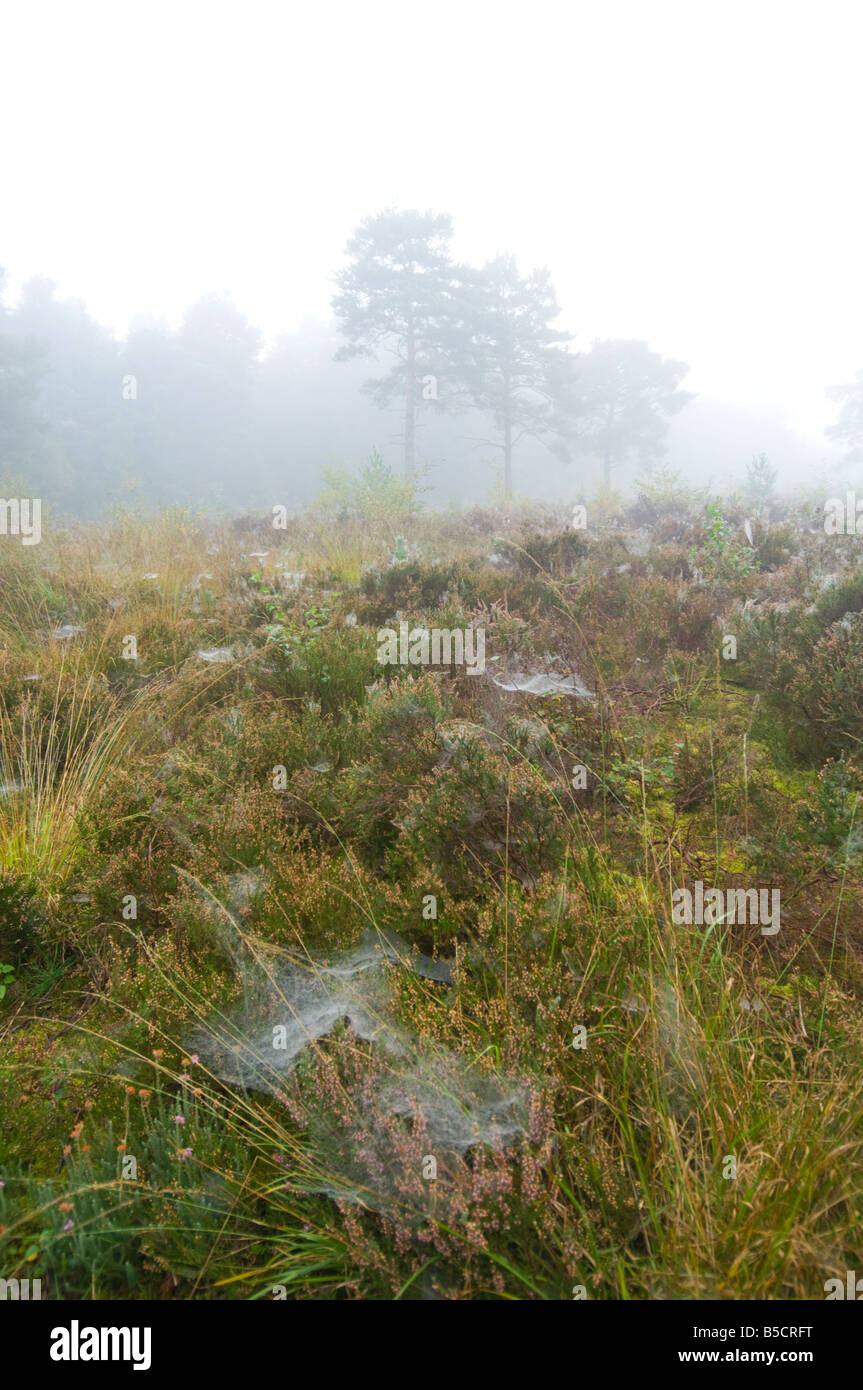 Surrey mist hi-res stock photography and images - Alamy
