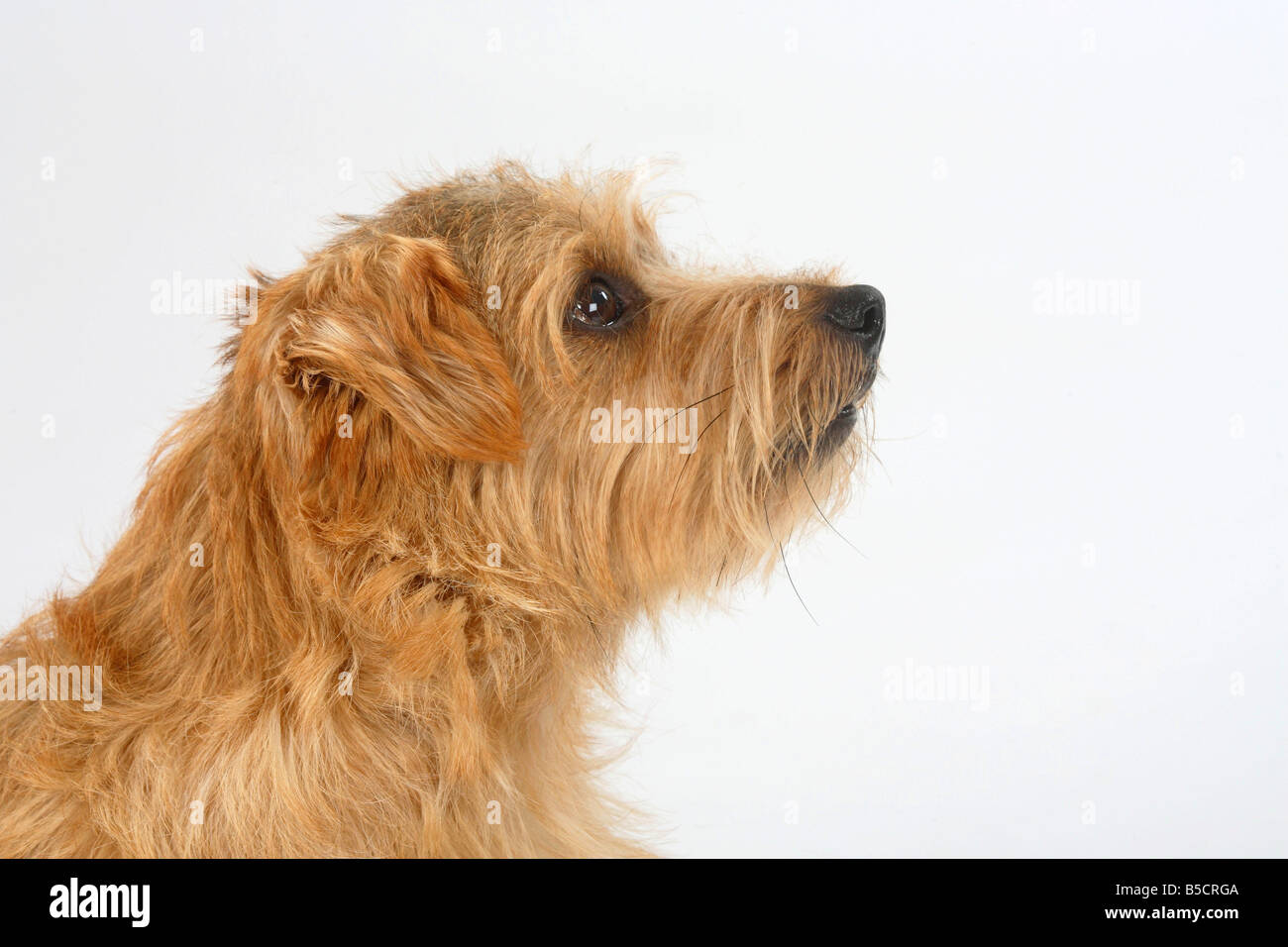 Norfolk Terrier side profile Stock Photo - Alamy