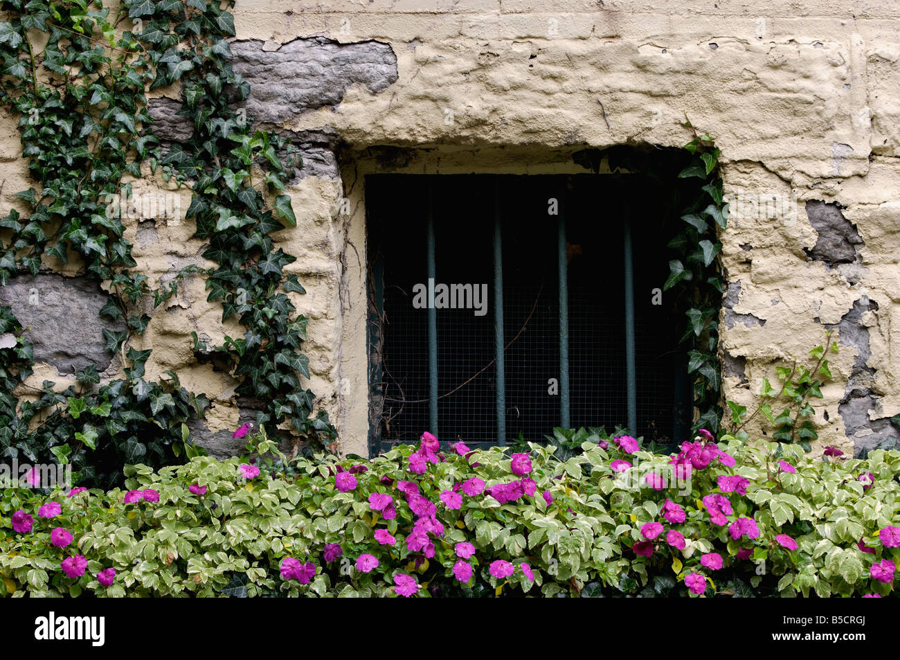 Basement garden hi-res stock photography and images - Alamy